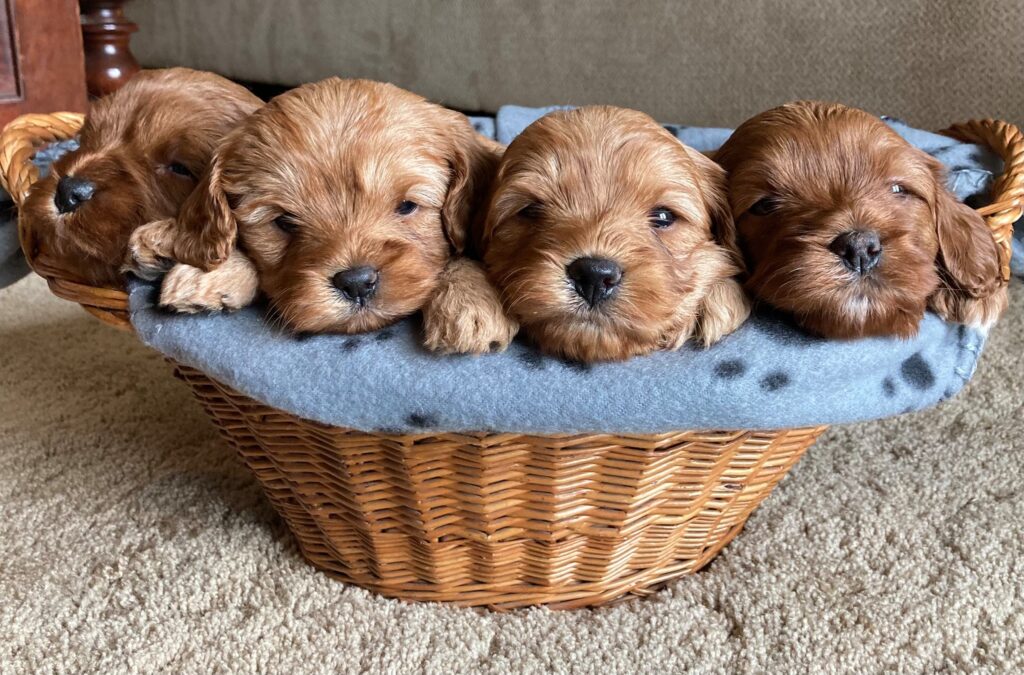 Mountain View Cavapoos – Happy is a warm puppy.