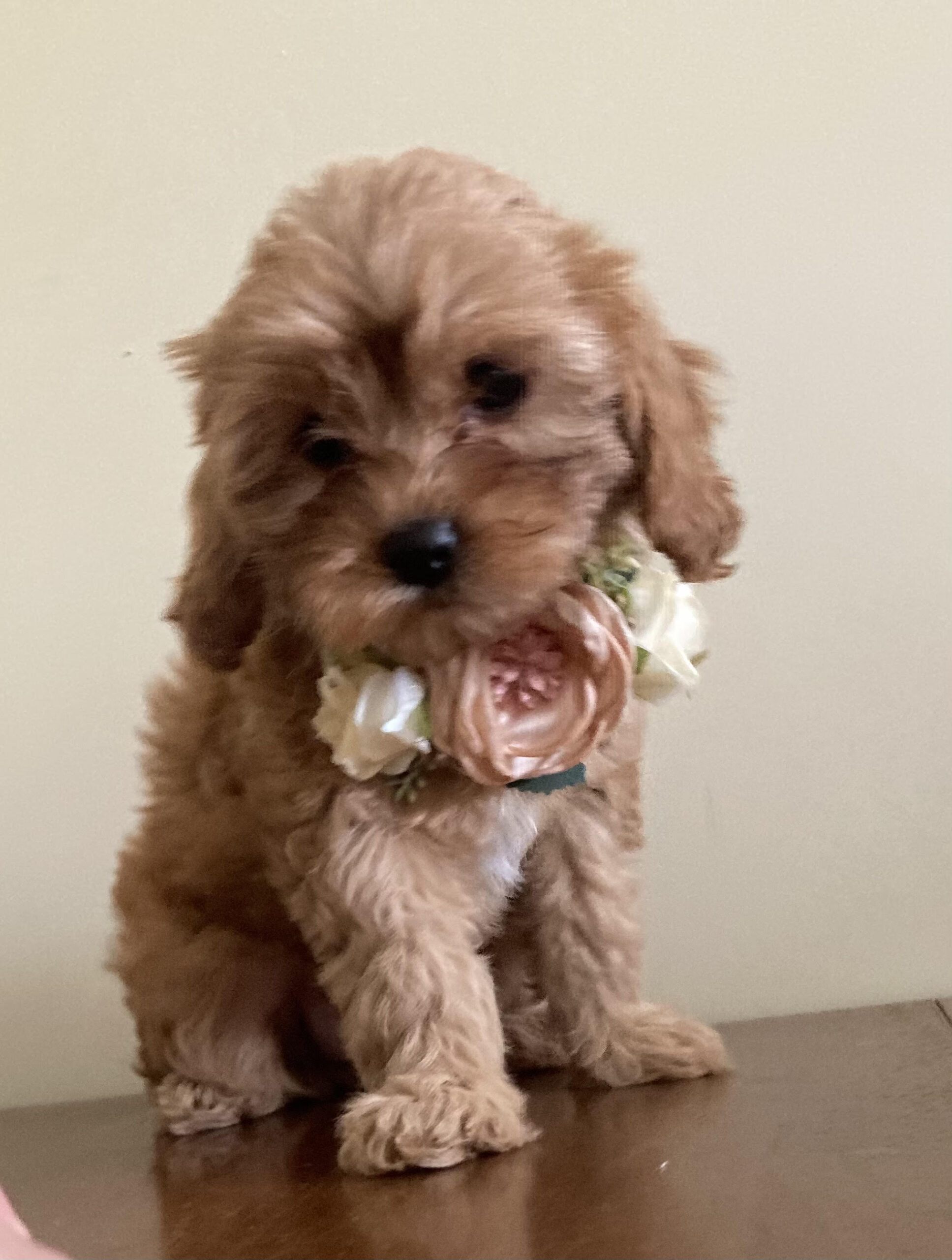 Puppies – Mountain View Cavapoos