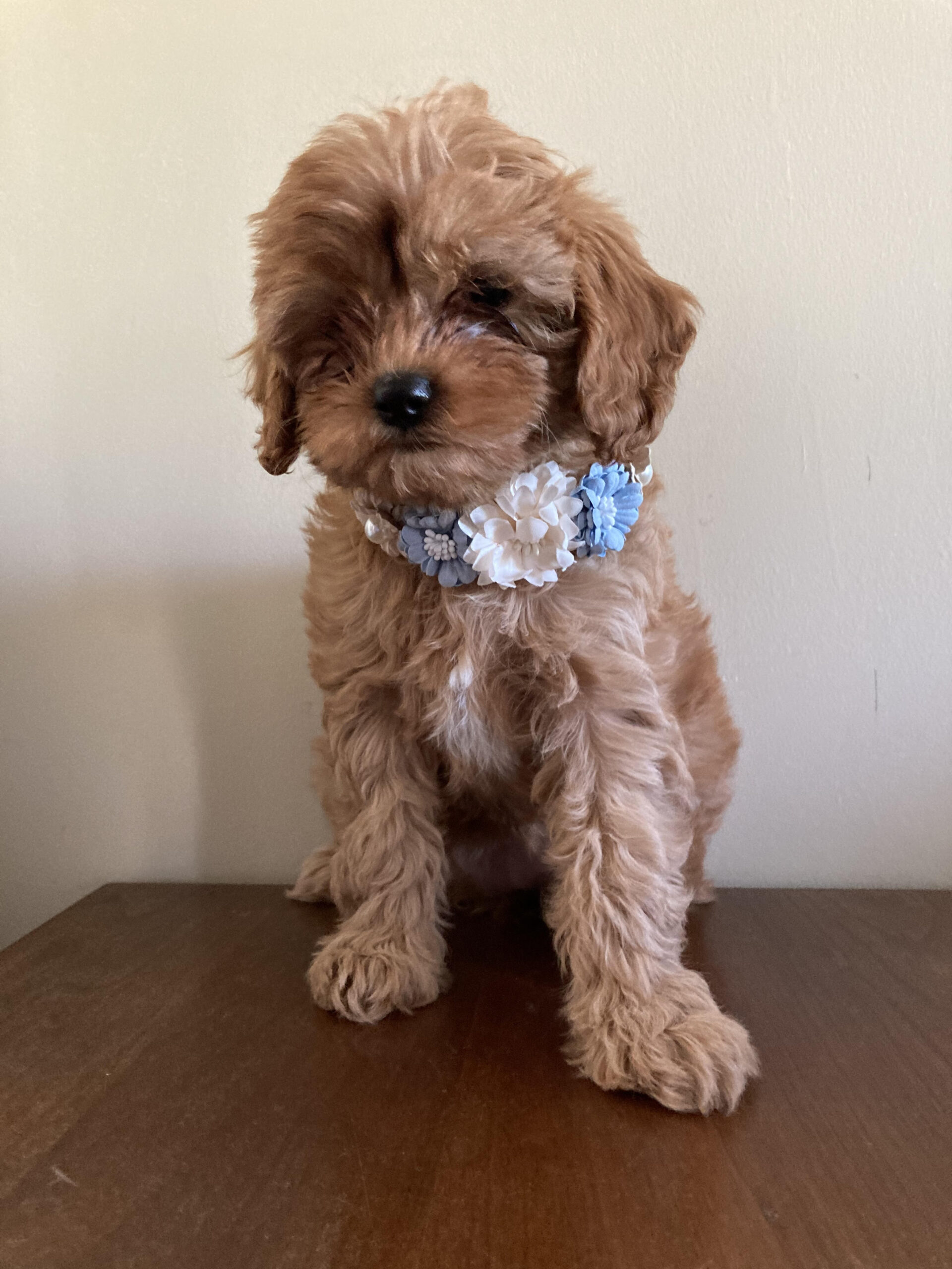 Puppies – Mountain View Cavapoos