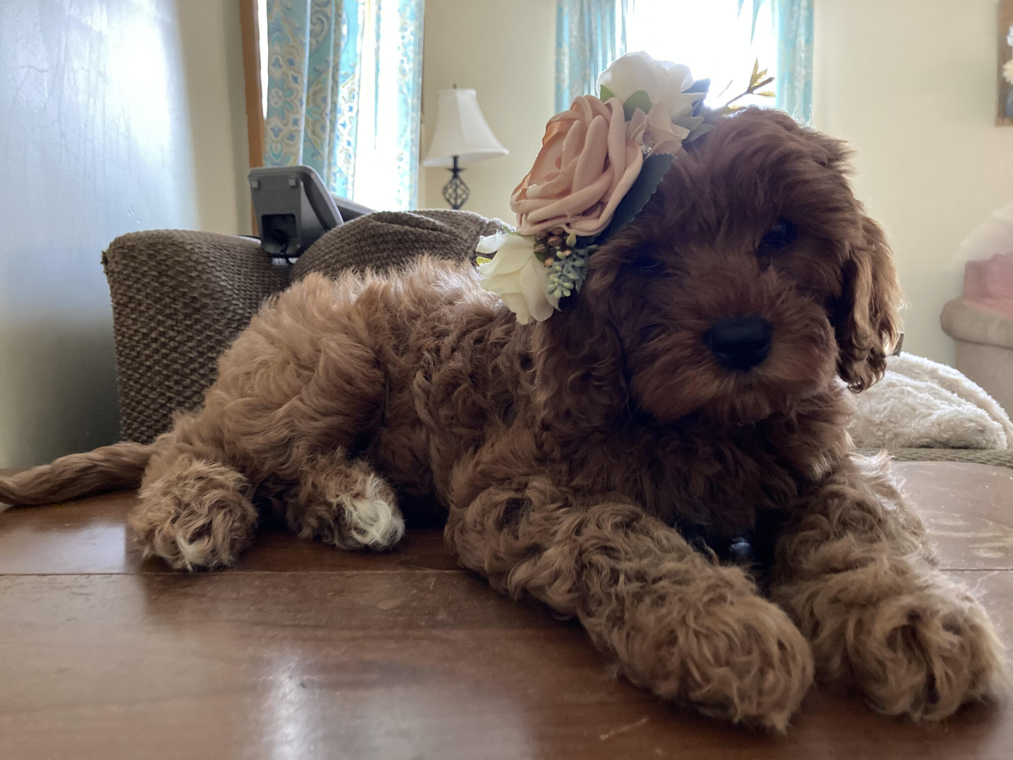 Puppies – Mountain View Cavapoos