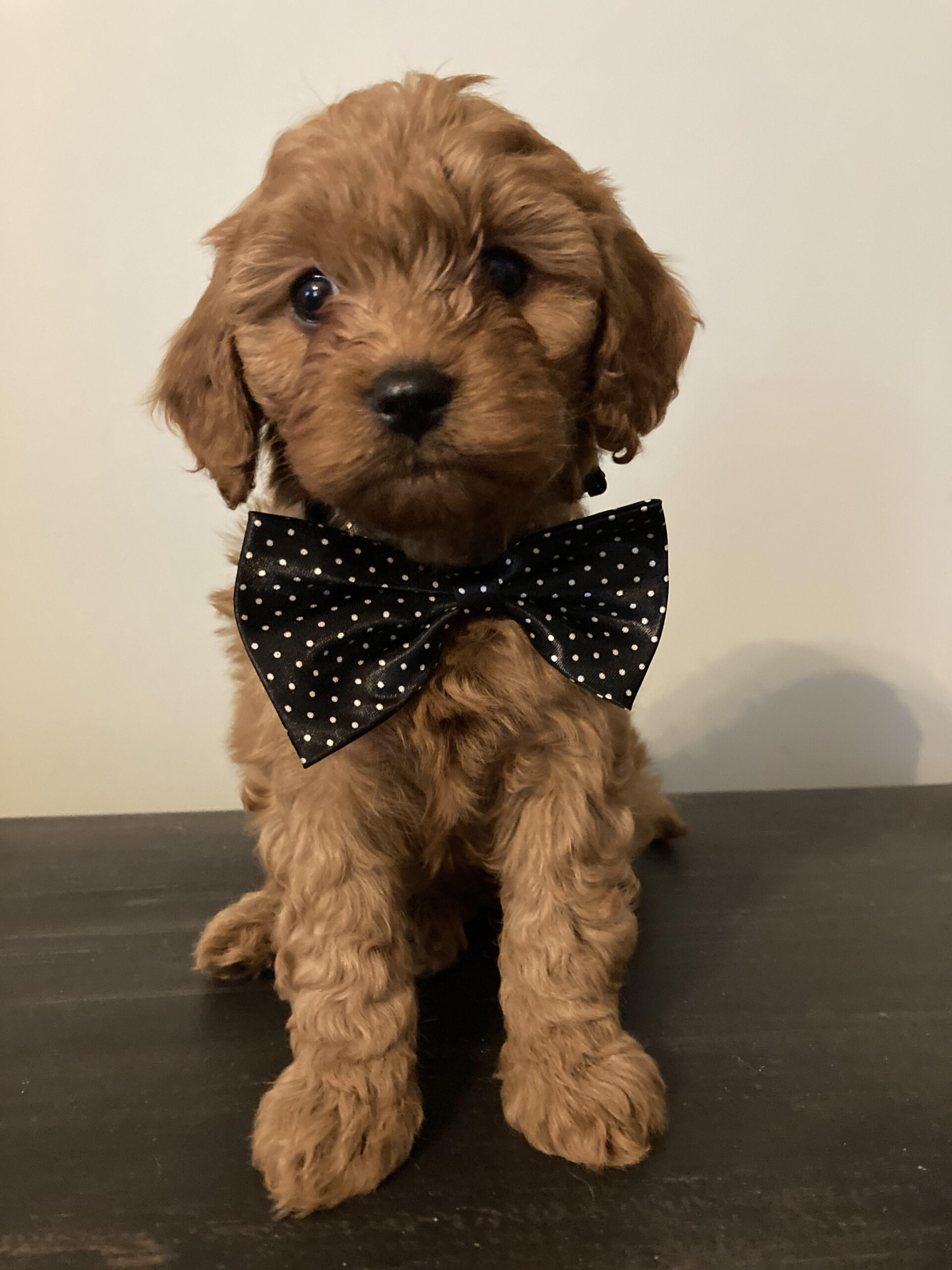 Mountain View Cavapoos – Sweet, family raised cavapoo puppies in the ...