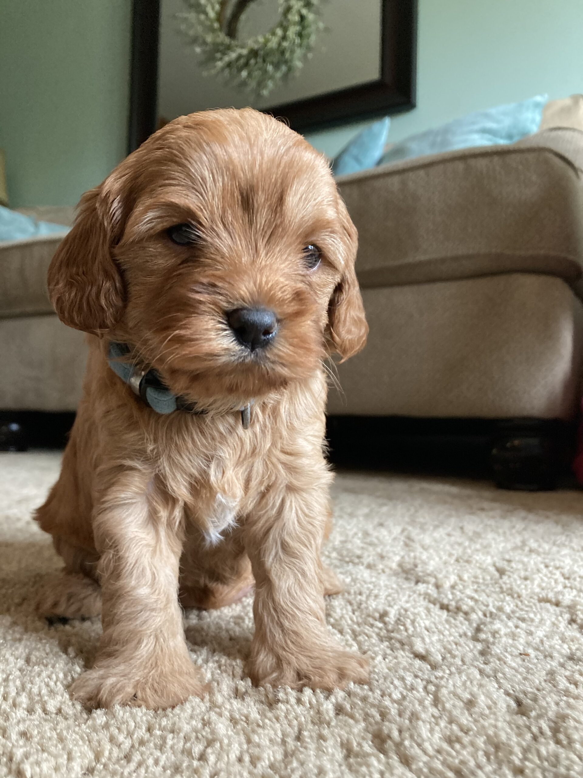 Mountain View Cavapoos – Happy is a warm puppy.
