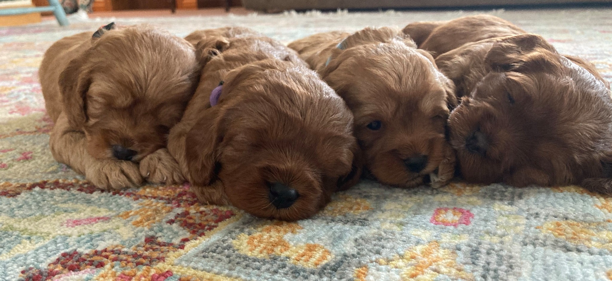 Contact – Mountain View Cavapoos