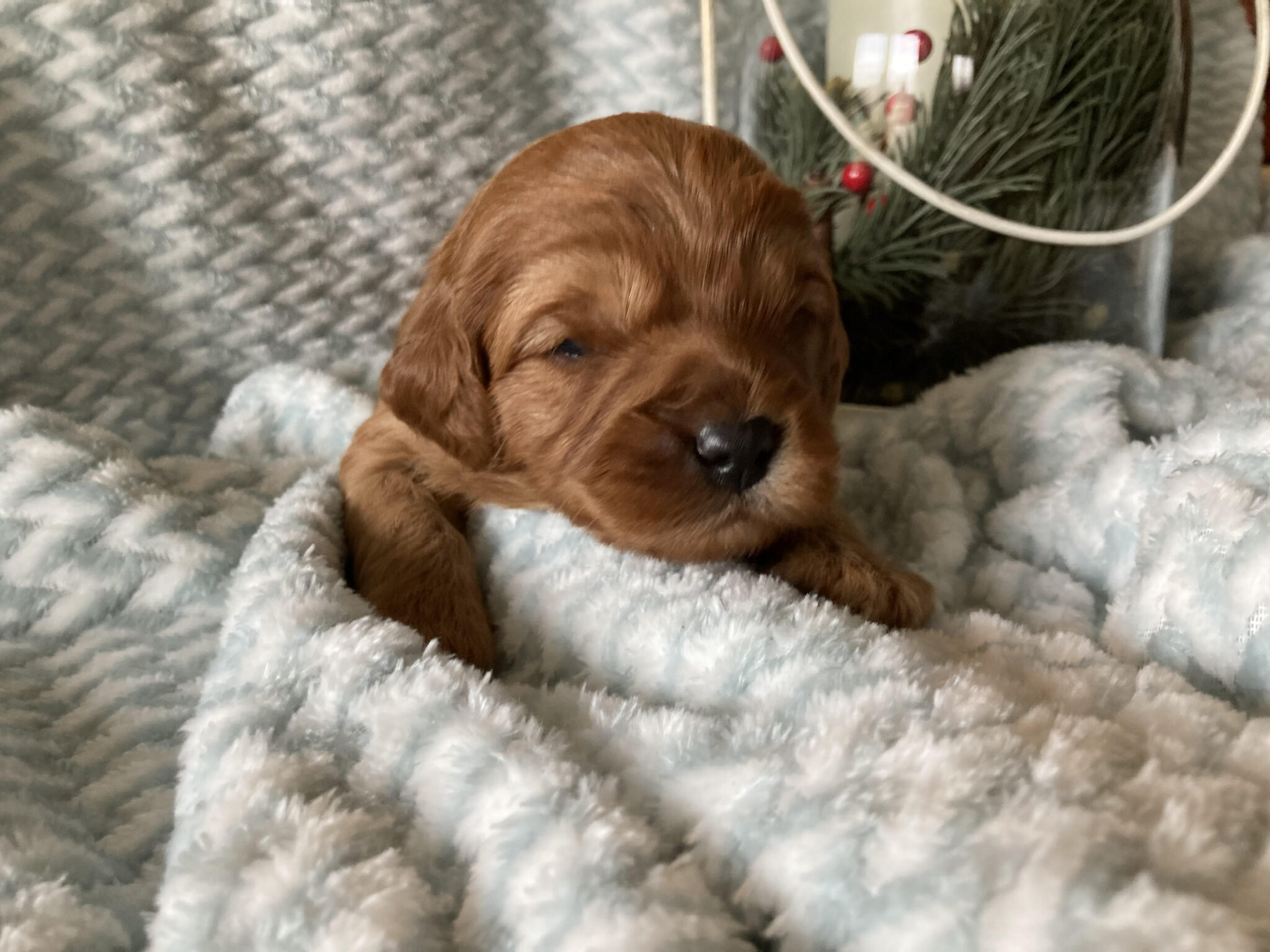 Biscuit – Mountain View Cavapoos