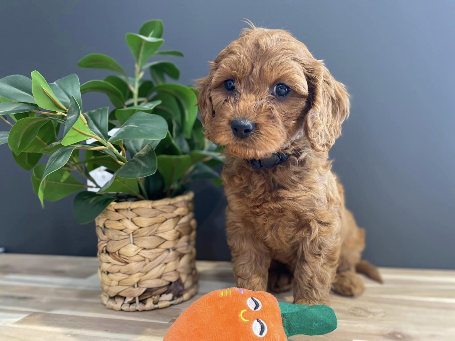 Dexter – Mountain View Cavapoos