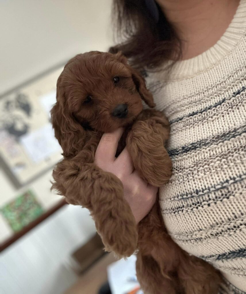 Dexter – Mountain View Cavapoos