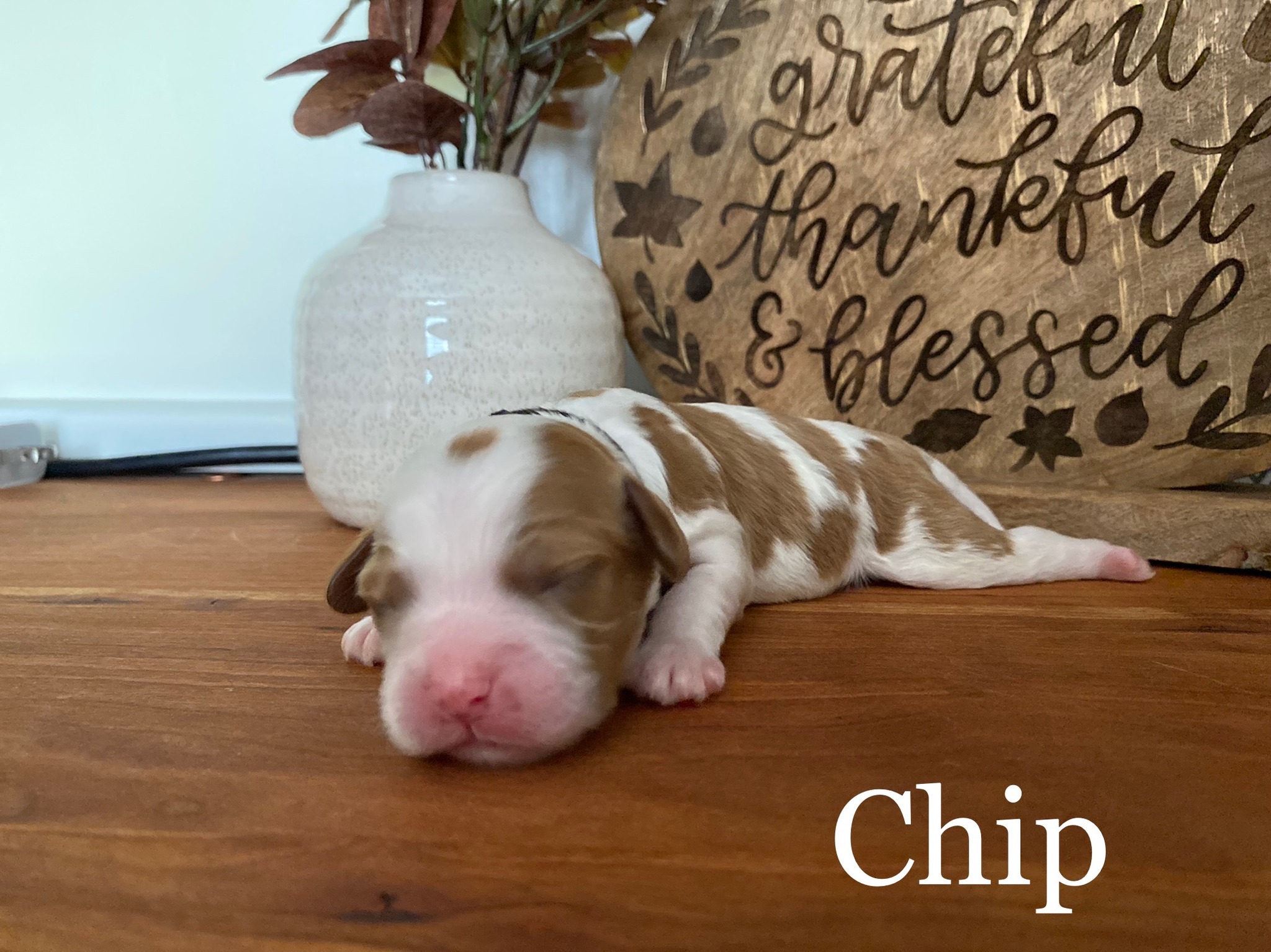 Chip – Mountain View Cavapoos