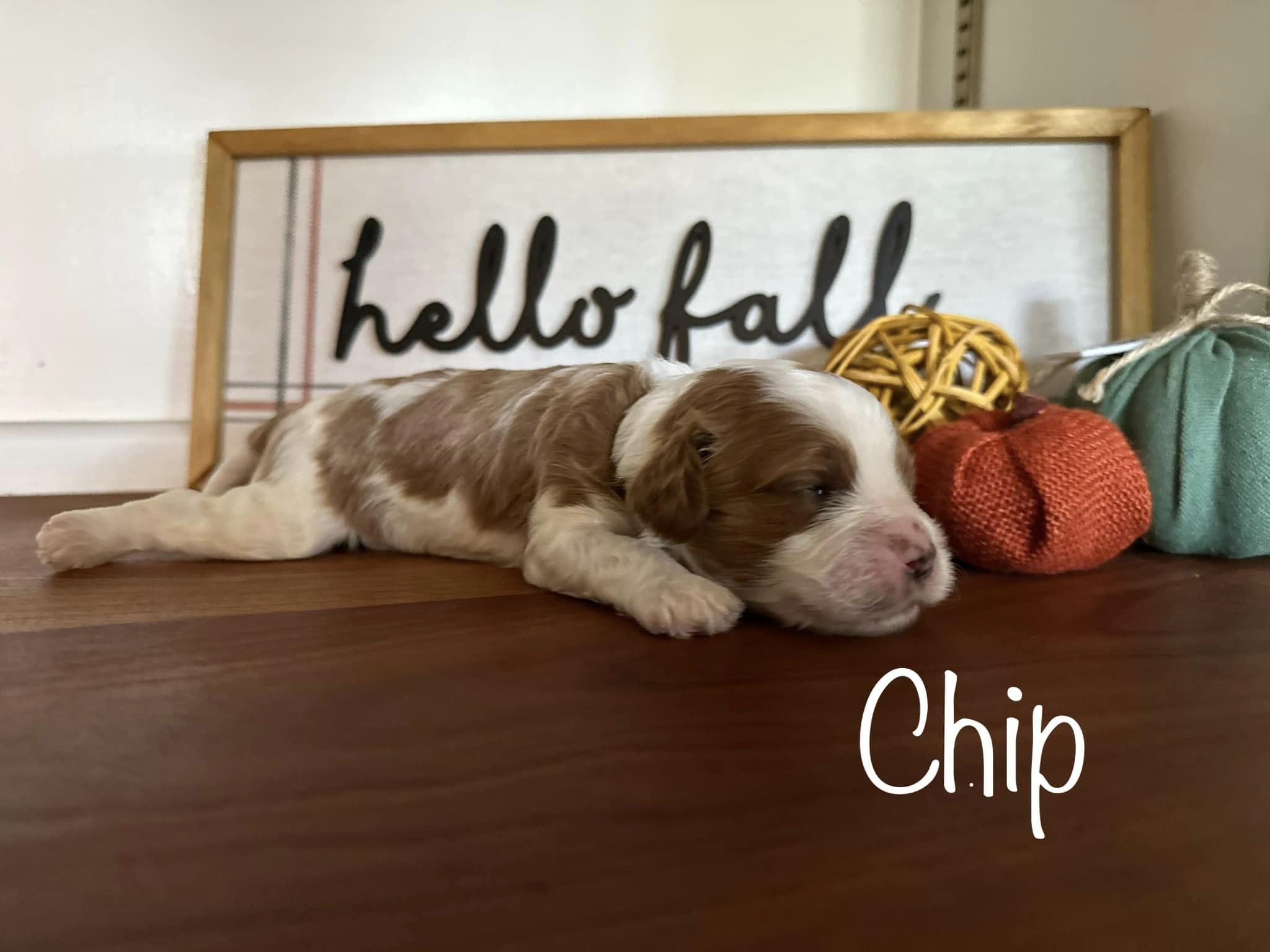 Chip – Mountain View Cavapoos