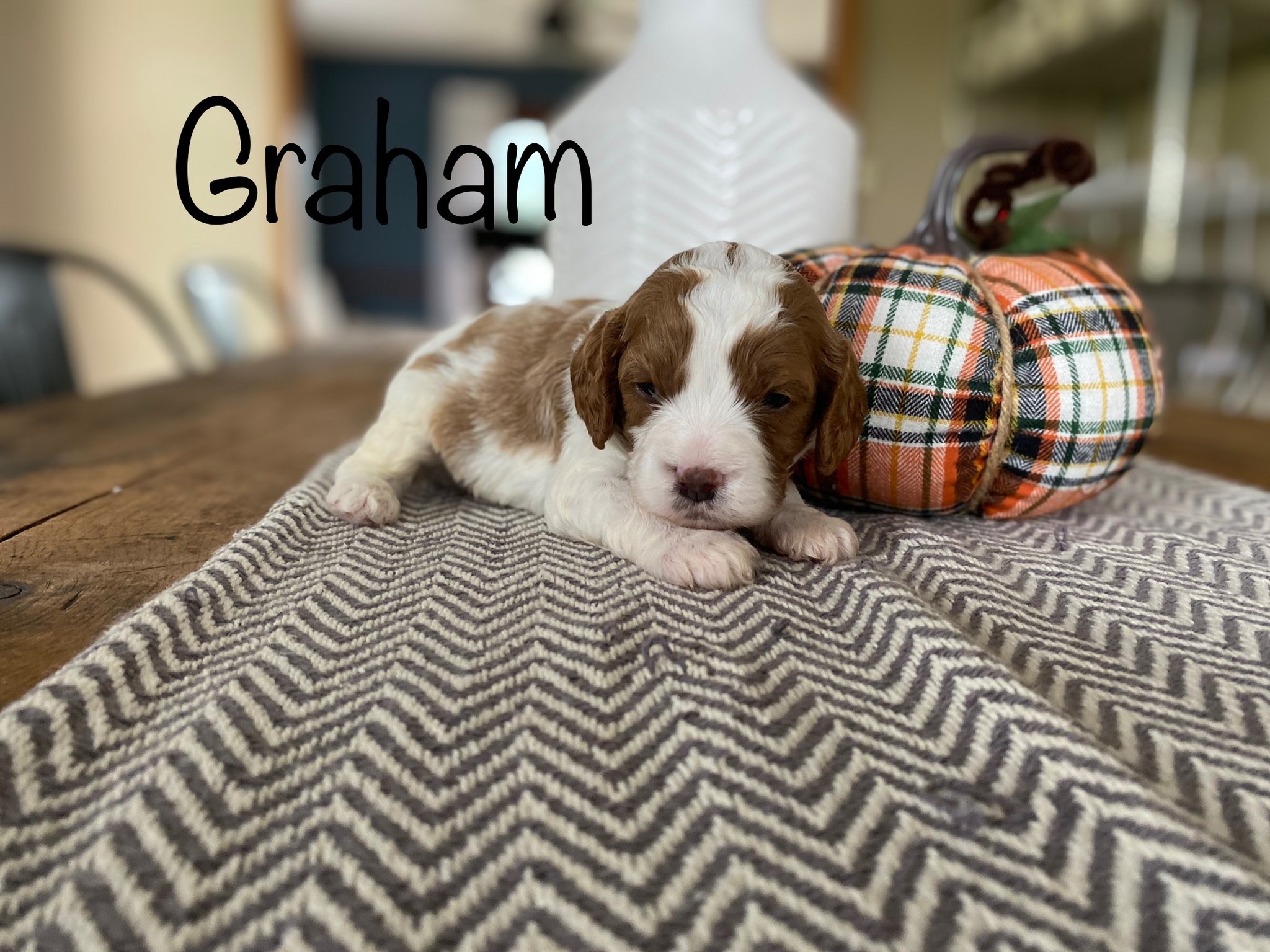 Graham – Mountain View Cavapoos