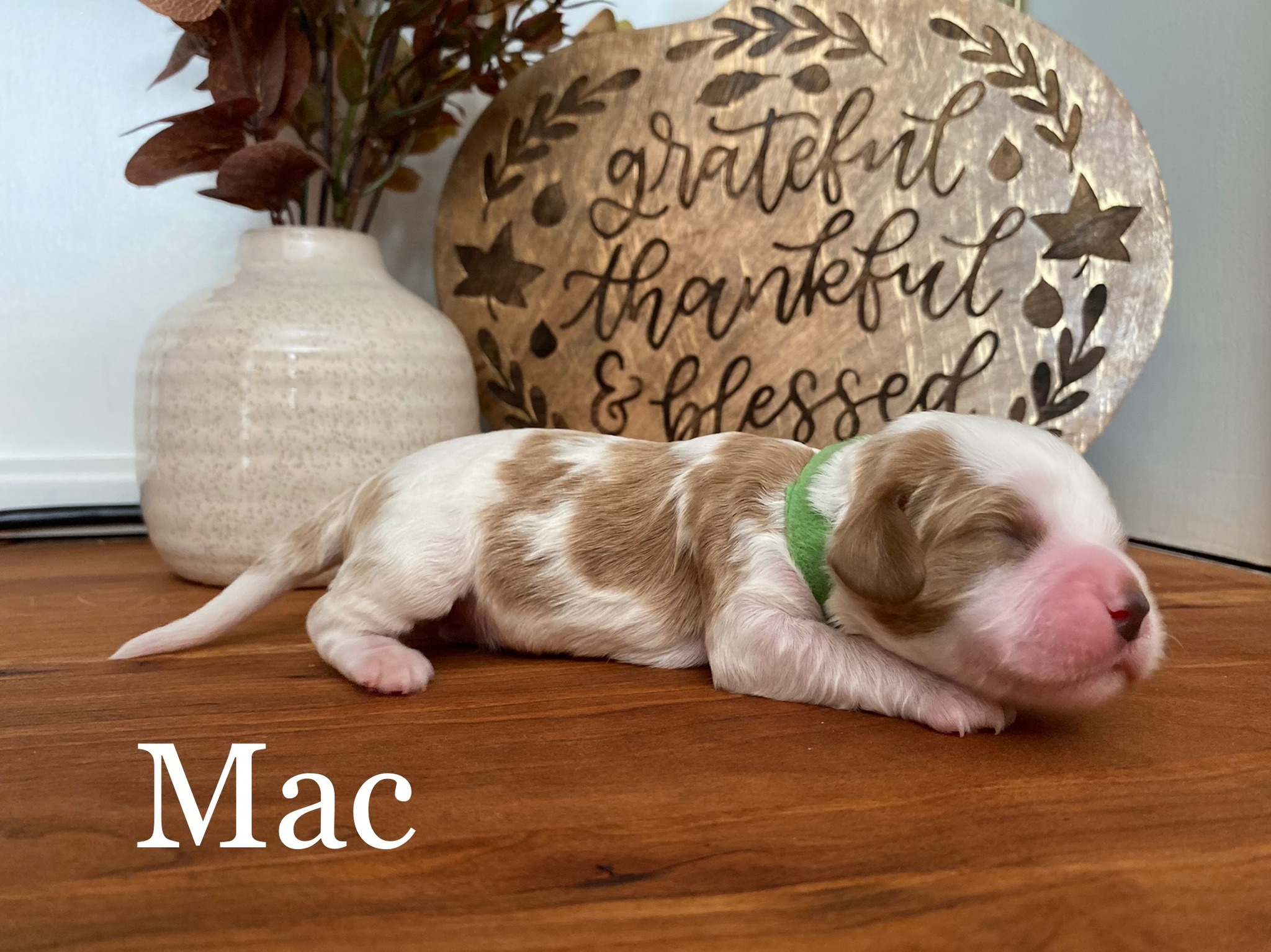 Mac – Mountain View Cavapoos