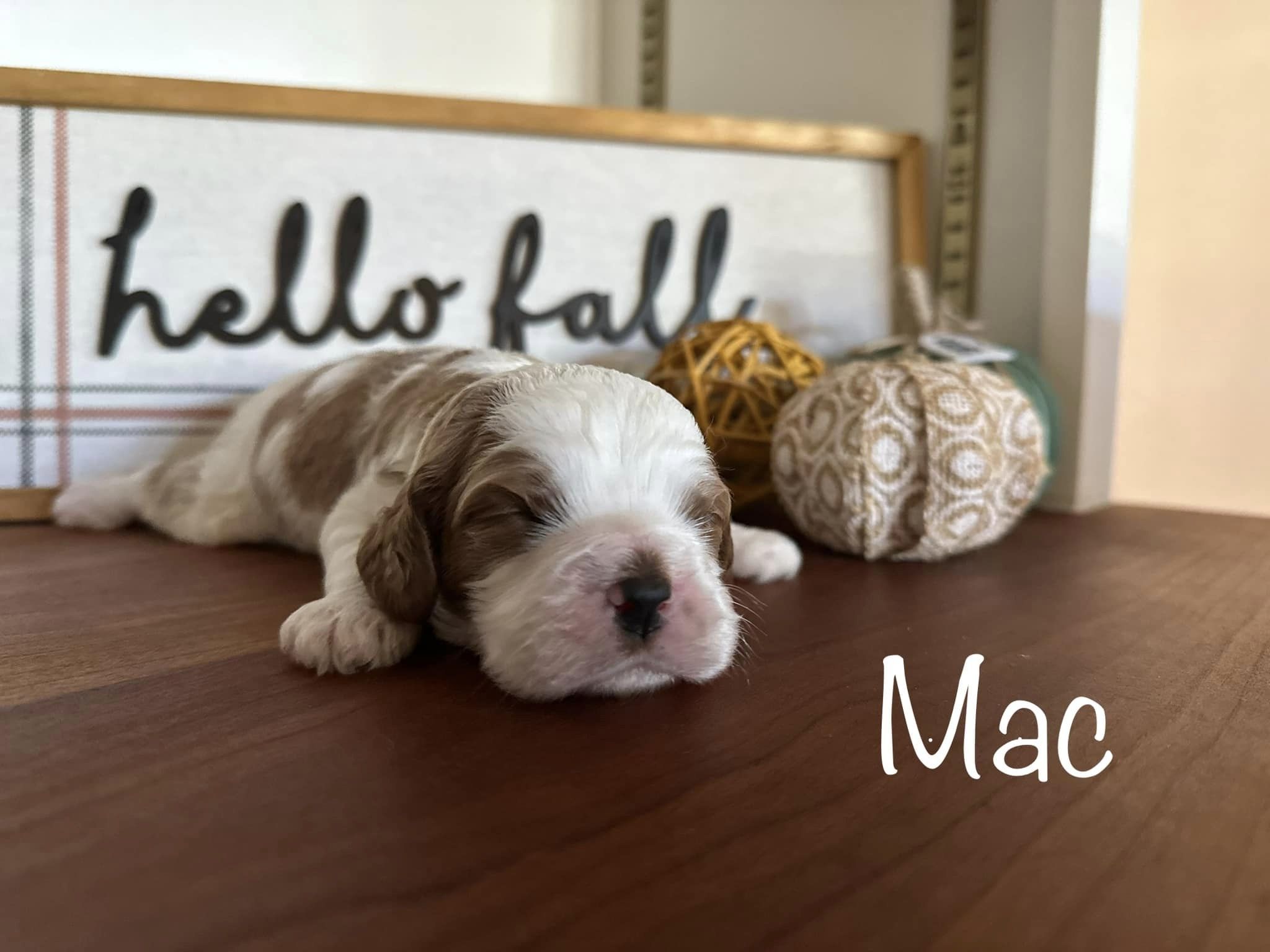 Mac – Mountain View Cavapoos