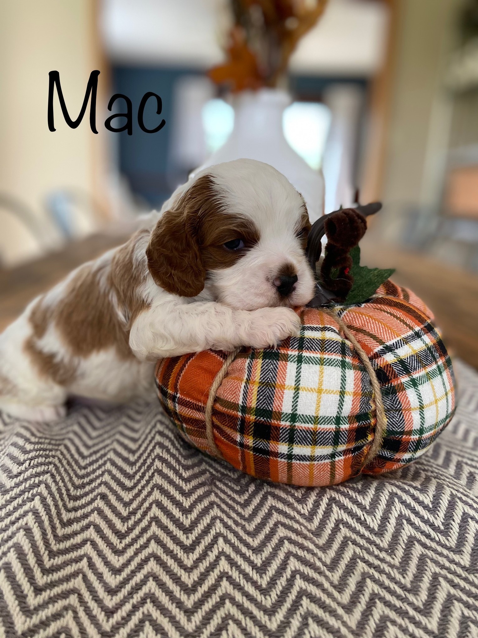 Mac – Mountain View Cavapoos