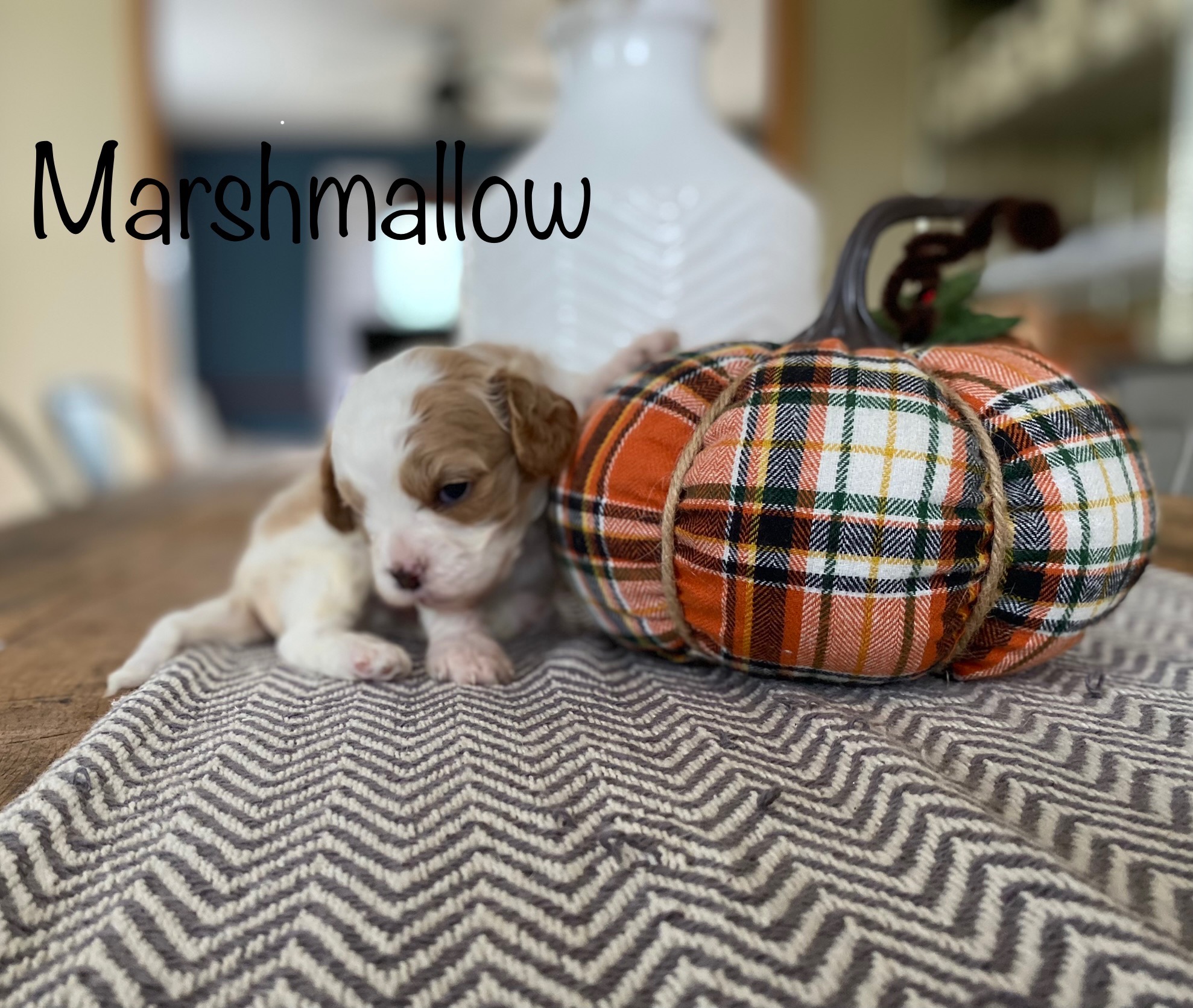 Marshmallow – Mountain View Cavapoos