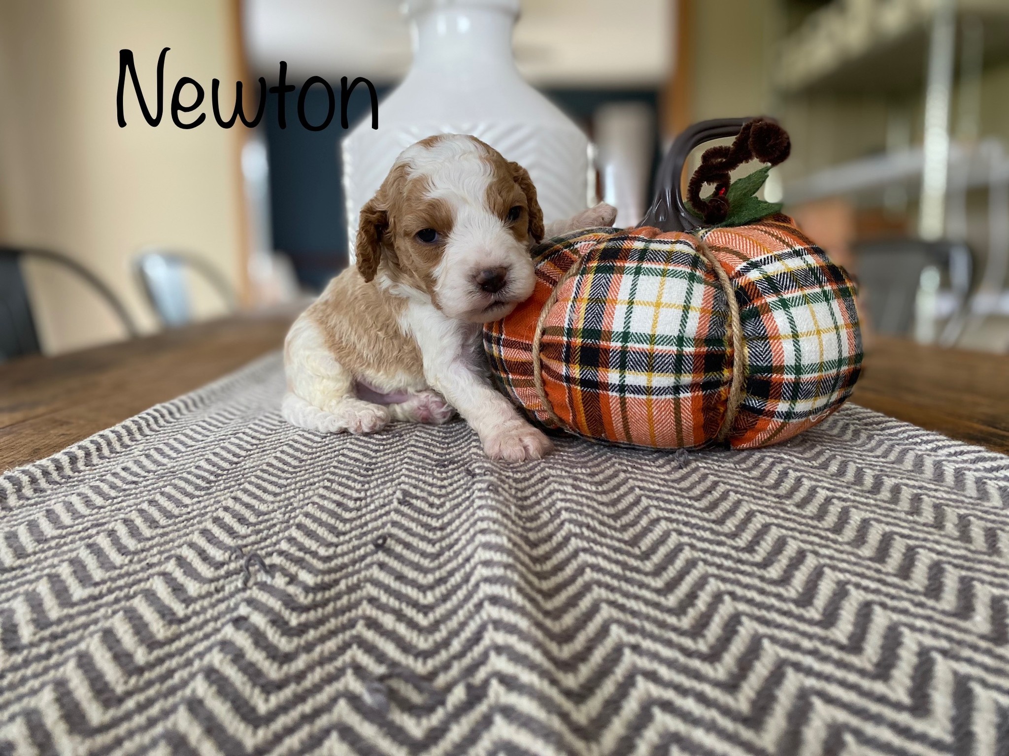 Newton – Mountain View Cavapoos