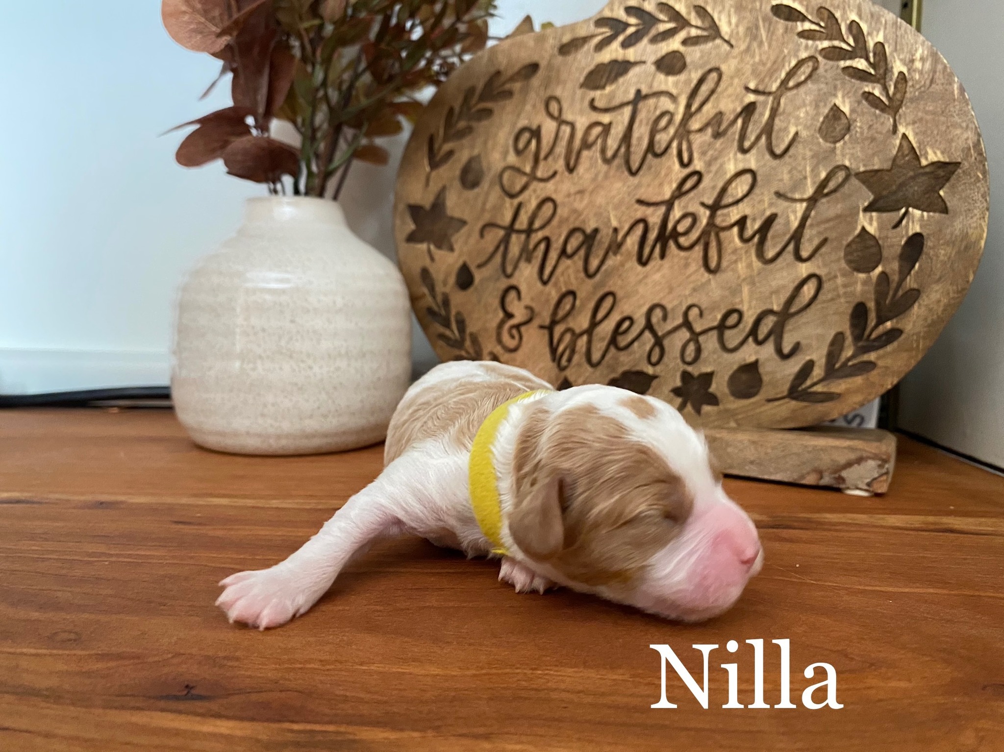 Nilla – Mountain View Cavapoos
