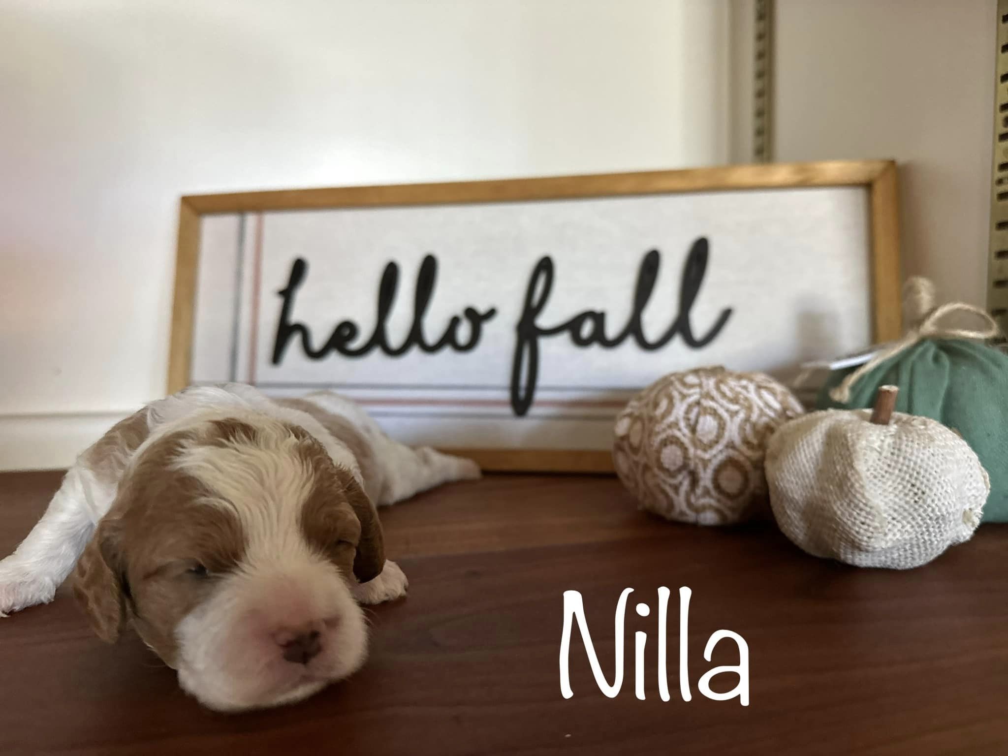 Nilla – Mountain View Cavapoos