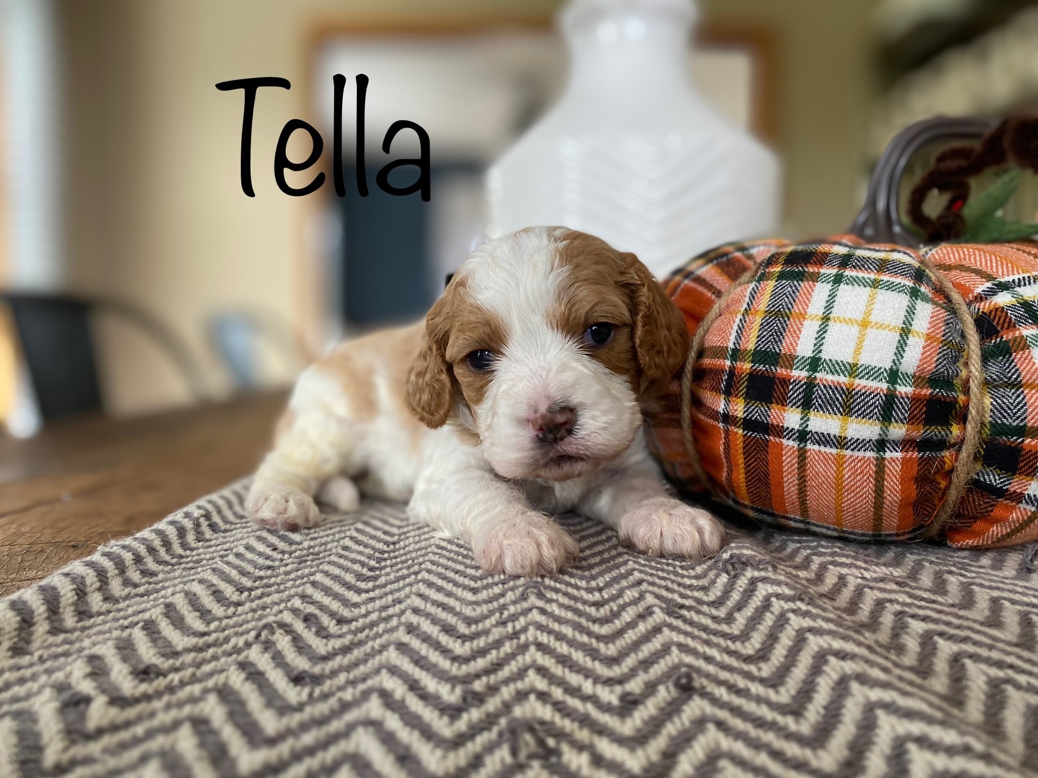 Tella – Mountain View Cavapoos