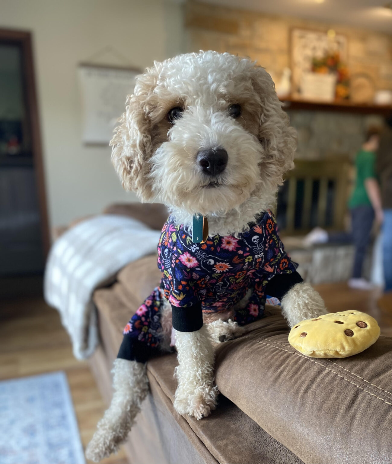 Parents – Mountain View Cavapoos