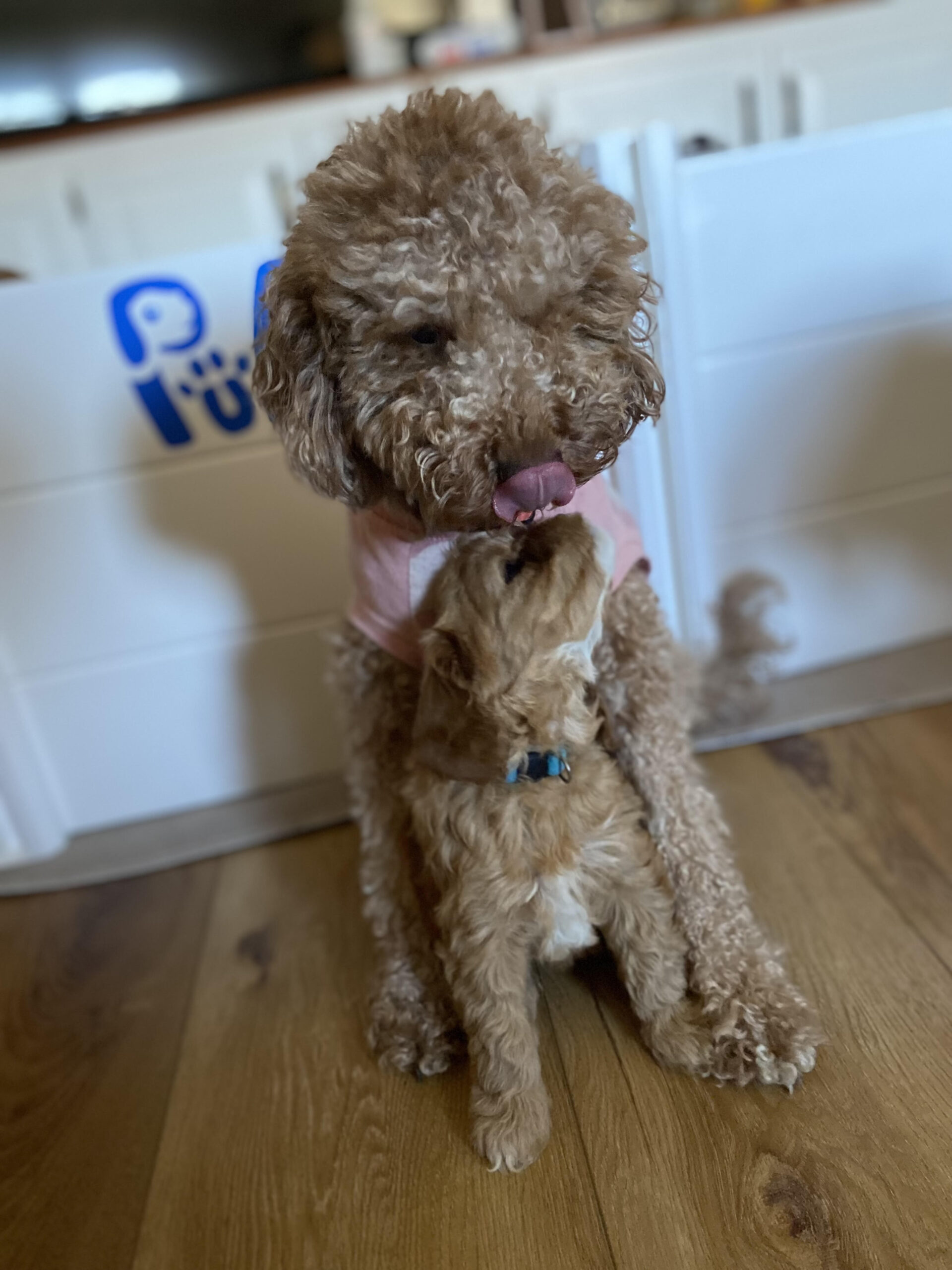 Parents – Mountain View Cavapoos